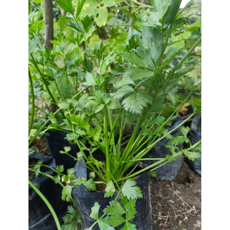 Jual ( ACEH ) tanaman seledri / daun sop | Shopee Indonesia