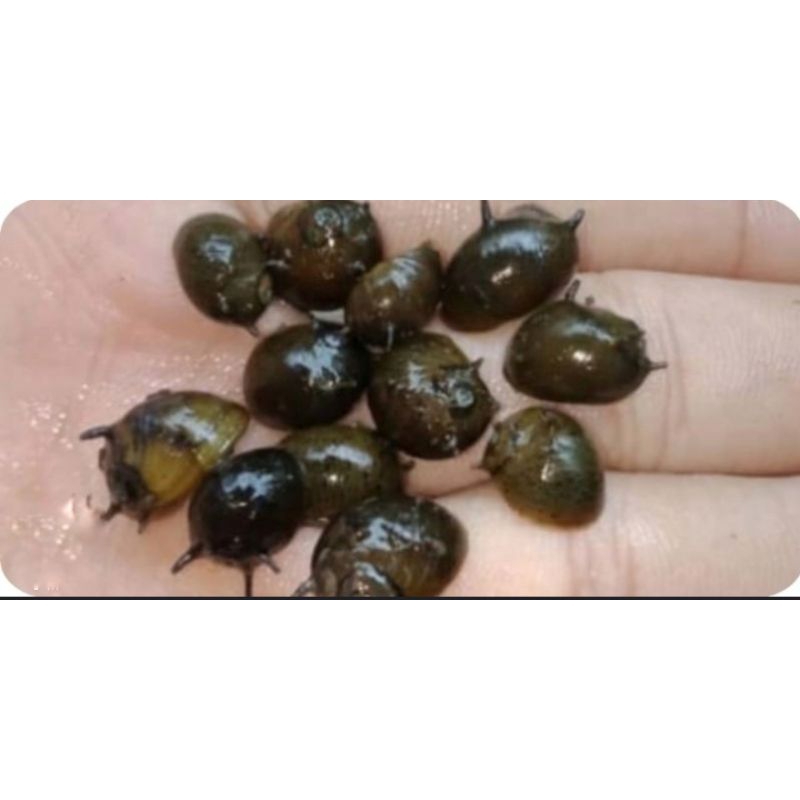 Jual keong tanduk | Shopee Indonesia