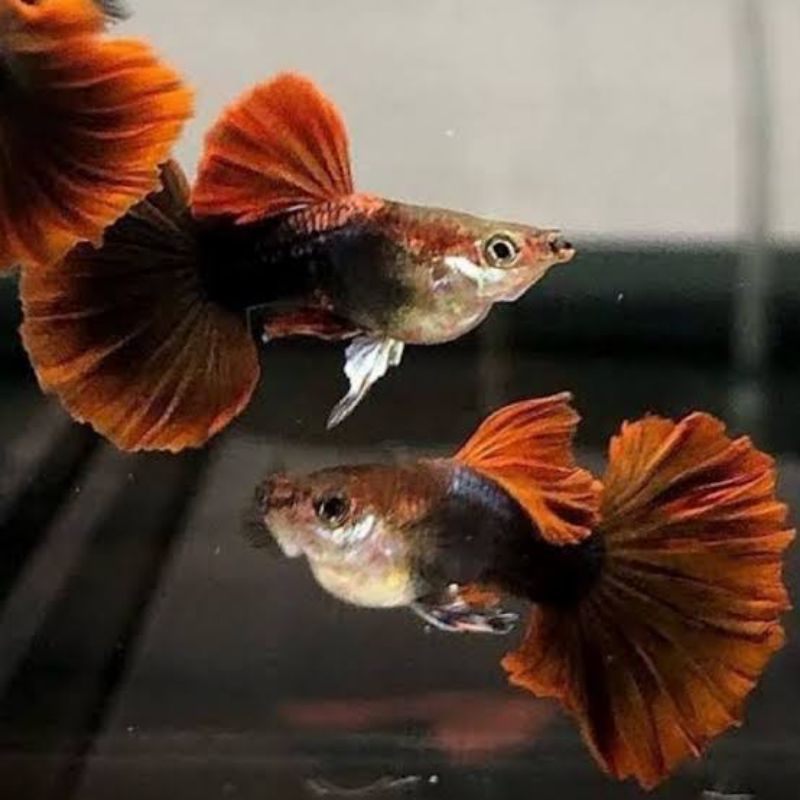 Jual hiasan aquarium ikan Guppy Hb red rostail sepasang | Shopee Indonesia