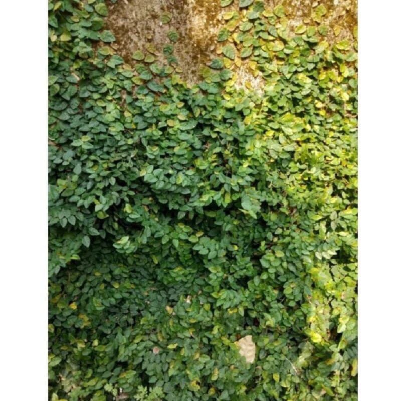 Jual Tanaman Hias Creeping Ficus - Creeping Fig - Fleksi - Flexy ...
