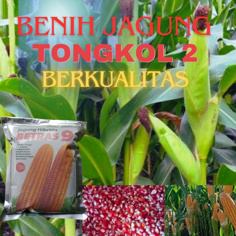 Jual BIBIT BENIH JAGUNG 2 TONGKOL, 1KG, KUALITAS TERBAIK | Shopee Indonesia