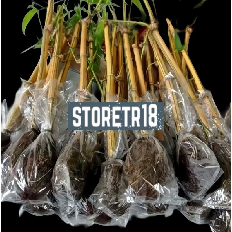 Jual Bibit Stek Bambu Kuning Per 1 Bibit Sudah Bertunas | Shopee Indonesia