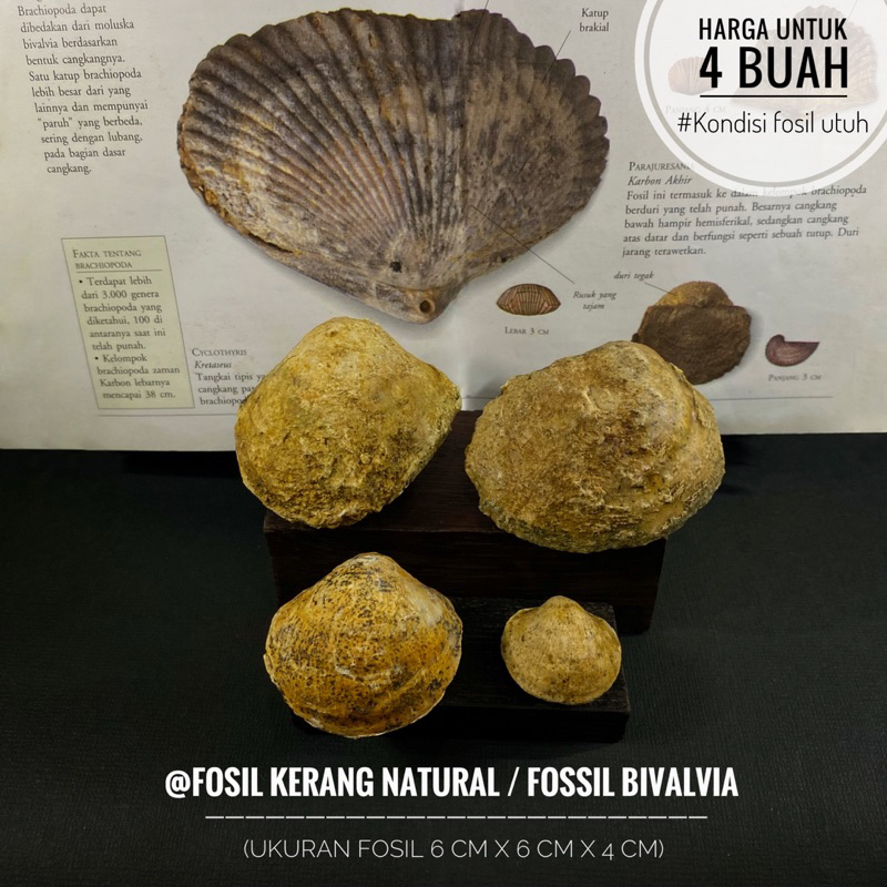 Jual Fosil Kerang Purba Natural B5 atau Fossil Brachiopoda atau Fosil ...