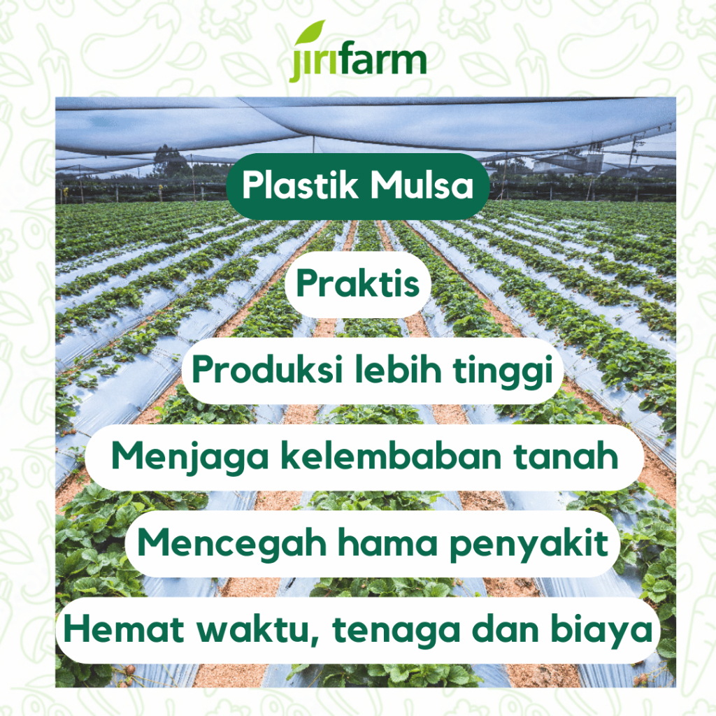 Jual JIRIFARM - Plastik Mulsa Hitam Perak Perkebunan Lebar 120 cm Hitam ...