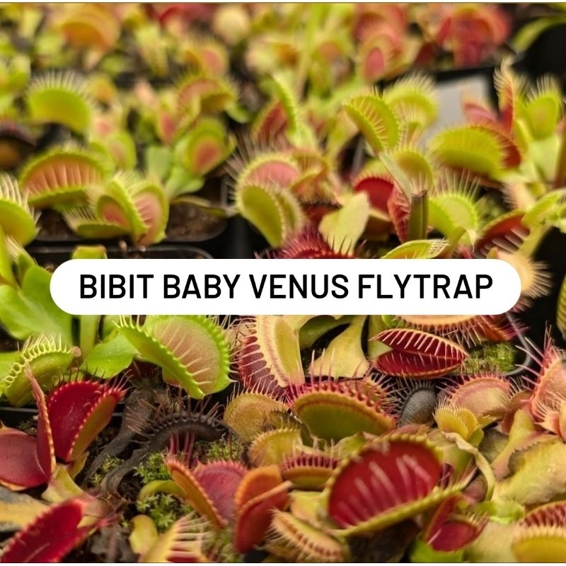 Jual [TANAMAN ASLI] Bibit Baby Venus FIytrap 3 CM PASTI MERAH | Shopee ...