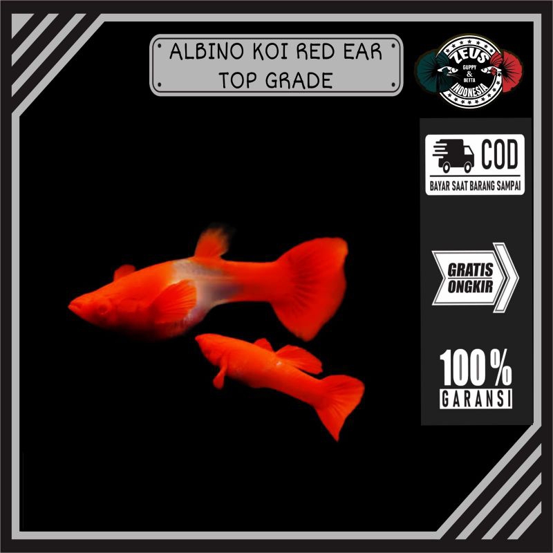 Jual Guppy Albino Koi Red Ear Top Grade hiasan akuarium | Shopee Indonesia