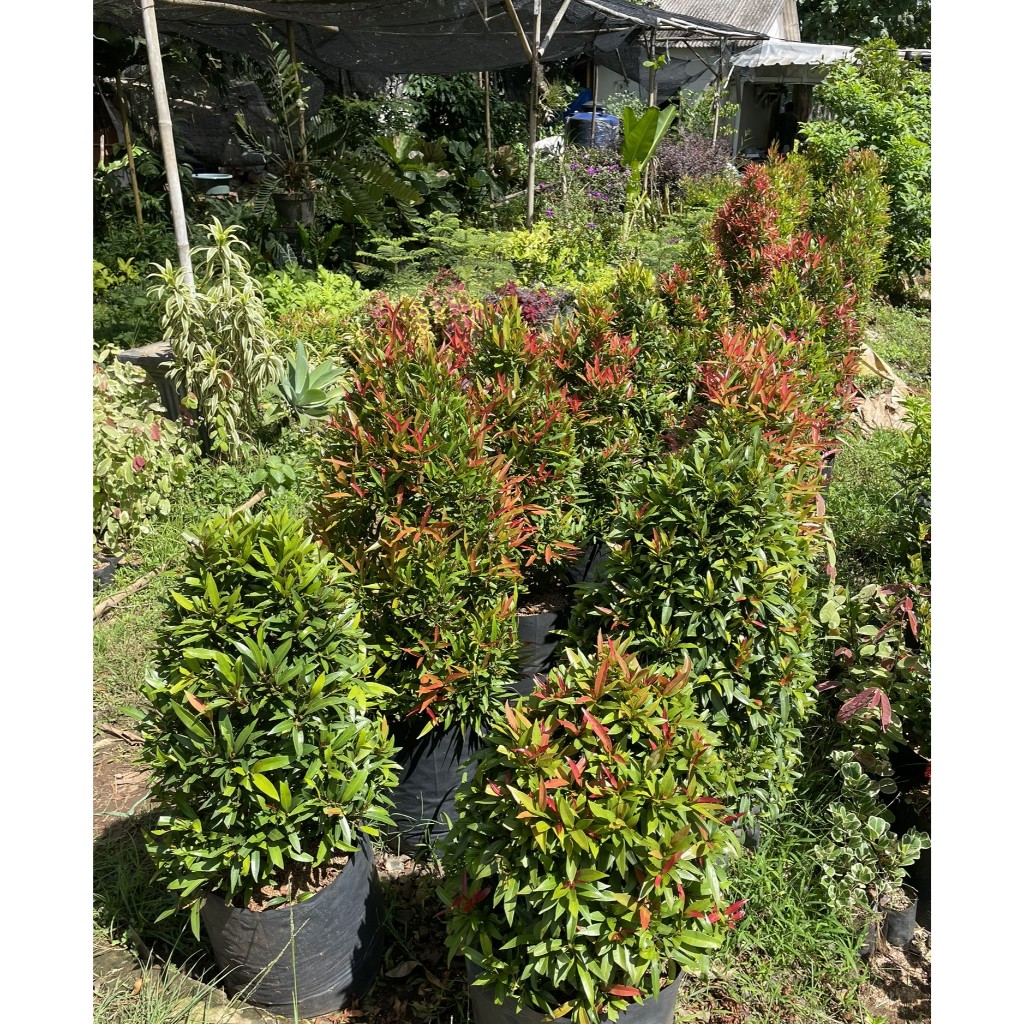 Jual Pohon Pucuk Merah Tinggi 1 Meter | Bibit Tanaman Pucuk Merah 1 ...