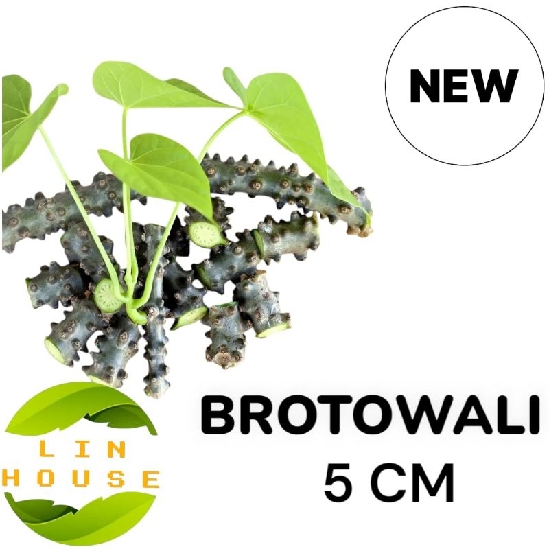 Jual Sapih Asi Brotowali/Batrawali Segar Produk Terbaik | Shopee Indonesia