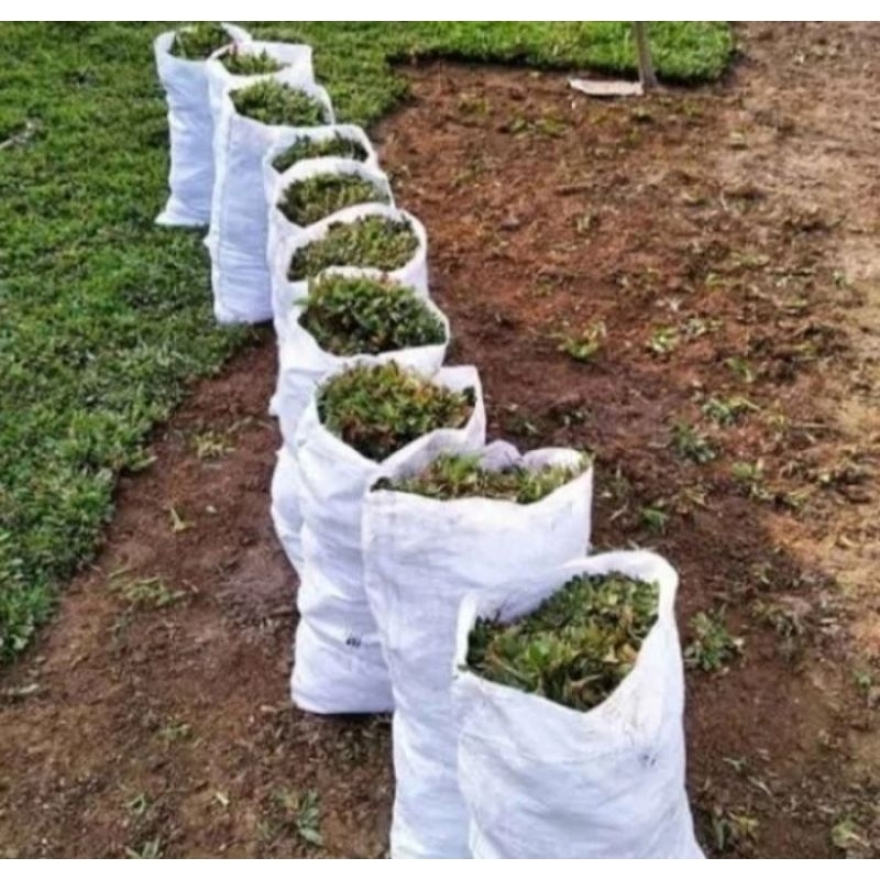 Jual rumput gajah mini 1 karung full | Shopee Indonesia