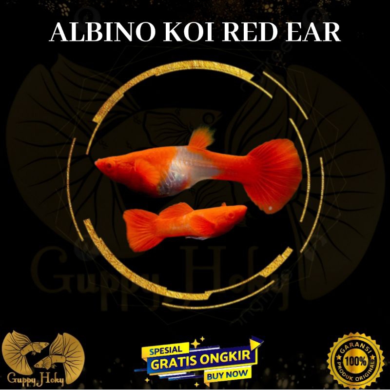Jual Pasangan Stiker Albino Koi RED EAR guppy / stiker aquarium | Shopee Indonesia