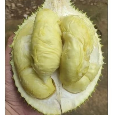 Jual Durian Utuh Lokal Pati Fresh Manis daging Tebal | Shopee Indonesia