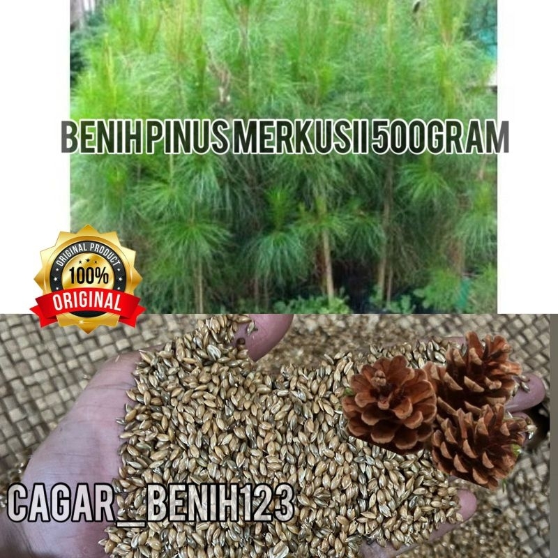 Jual peromo!! biji pinus merkusii 500gram | Shopee Indonesia