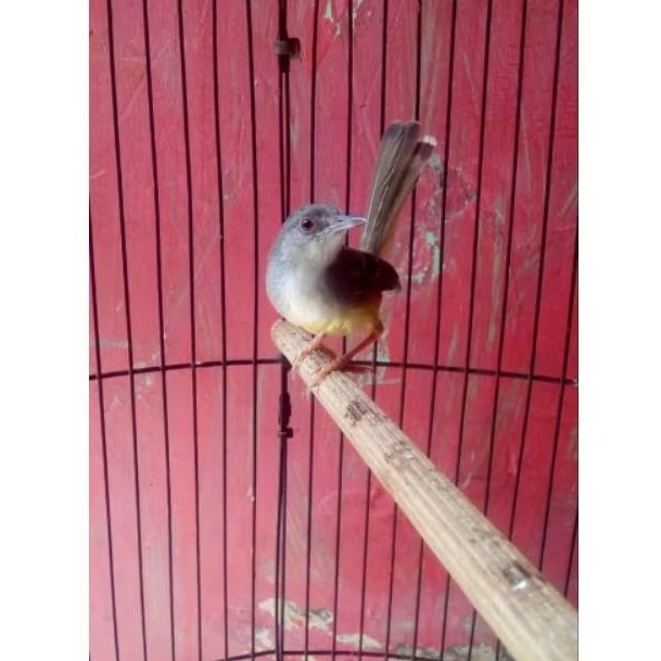 Jual CISEM Ciblek semi jantan rawatan sudah makan voer (Sudah mulai bunyi) | Shopee Indonesia