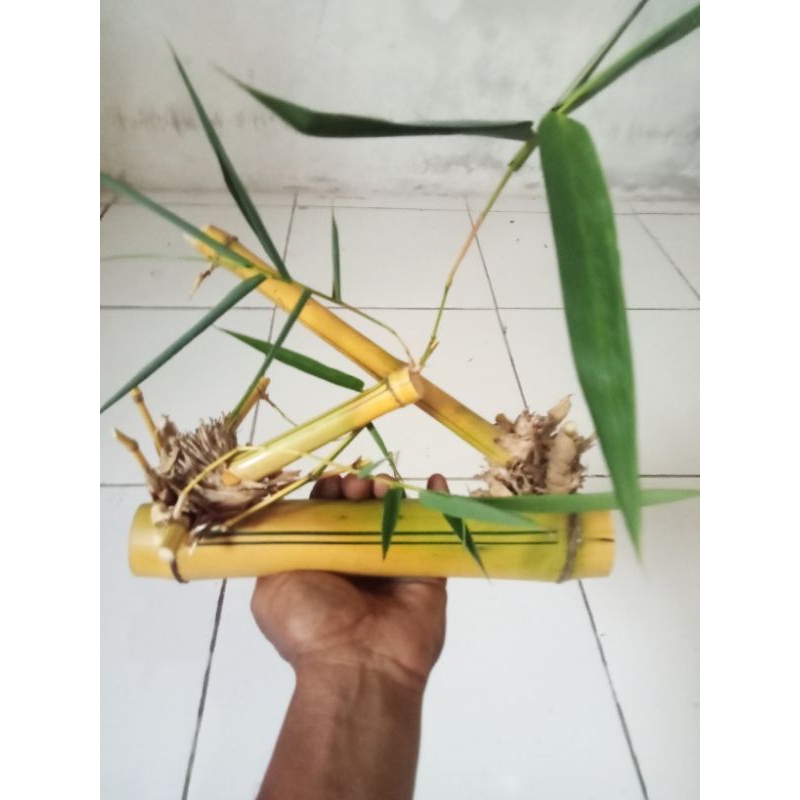 Jual original asli alam bambu petuk Ampel kuning | Shopee Indonesia