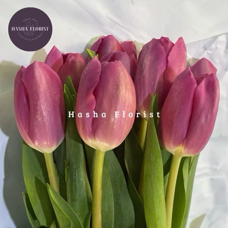 Jual Bunga Tulip Import Fresh SINGLE (Bunga Potong Segar Jakarta ) - By ...
