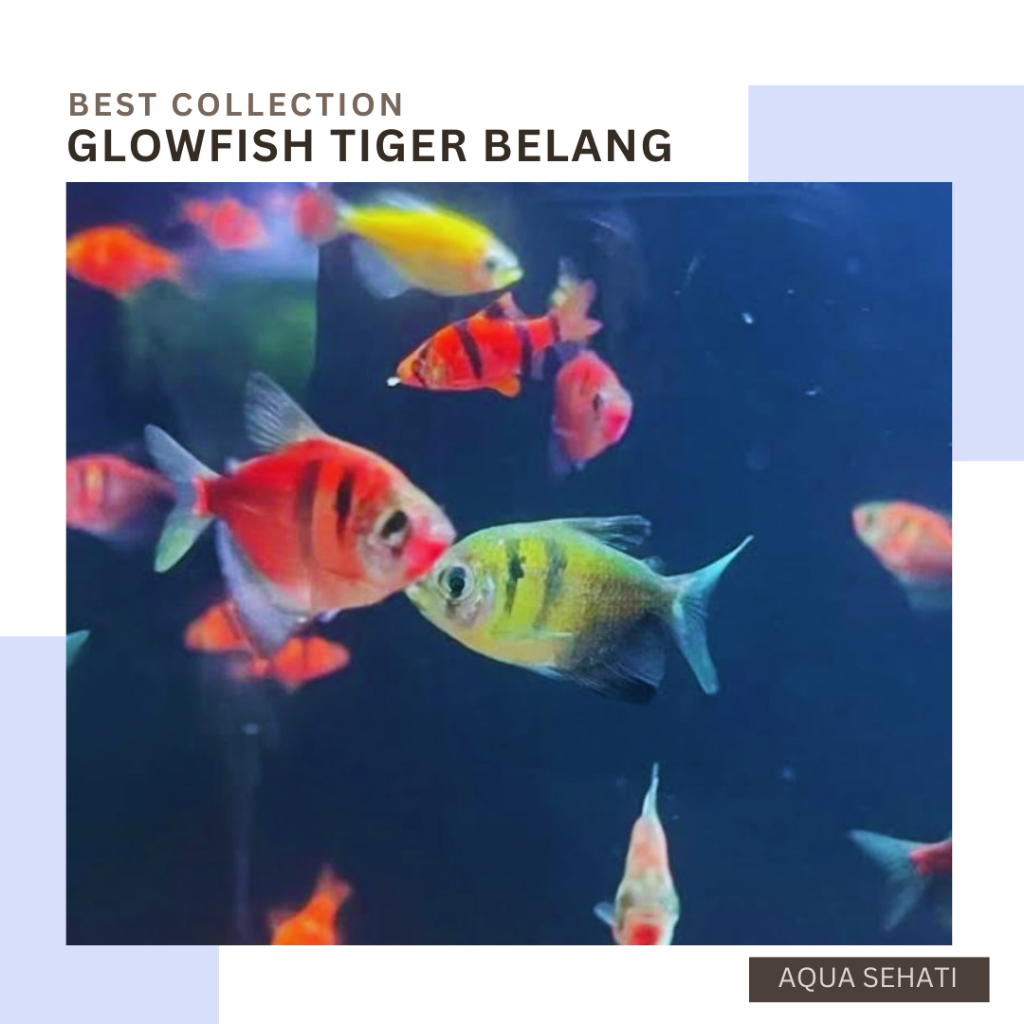 Jual ikan hias tiger tetra belang - glow mix warna | Shopee Indonesia