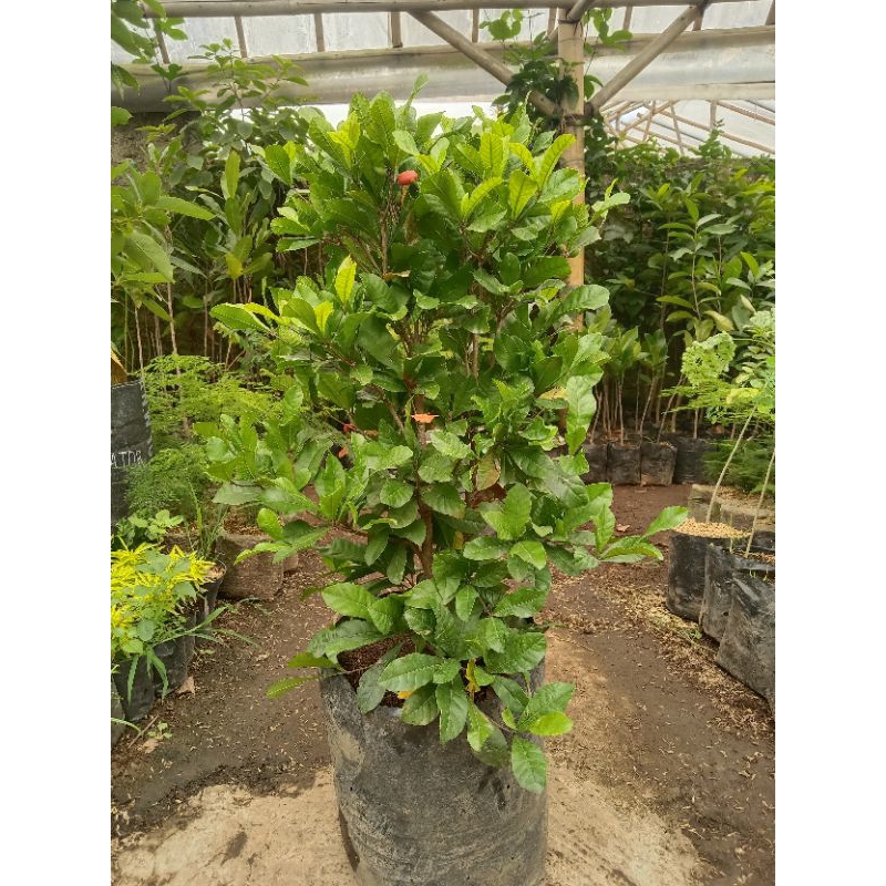 Jual pohon buah ajaib / miracle fruit | Shopee Indonesia