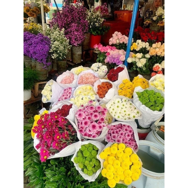 Jual bunga crisan 1 ikat / buket bunga crisan / bunga crisan segar ...