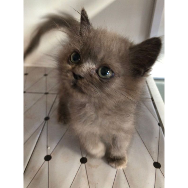 Jual Kucing Persia Anak Kucing Himalaya Dewasa | Shopee Indonesia