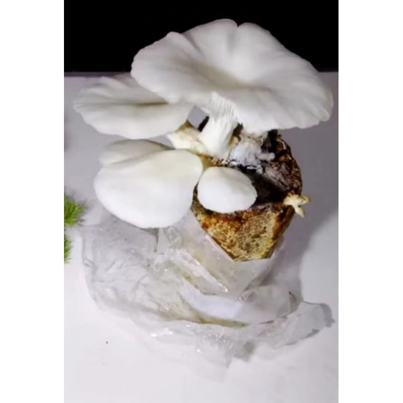 Jual Baglog Jamur Tiram Putih Siap Tumbuh Log Jamur Tiram Putih super ...