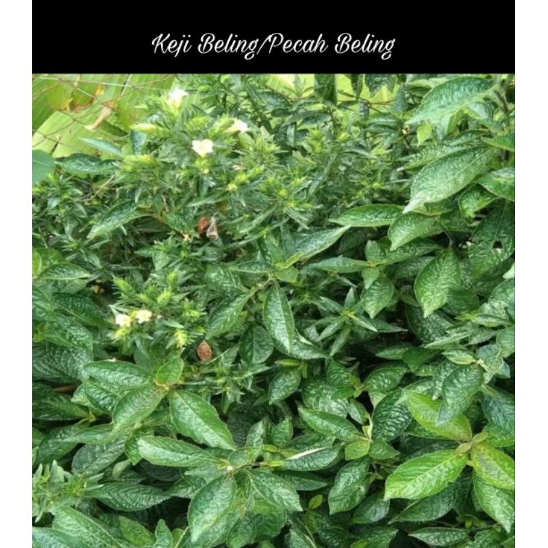 Jual Daun Keji Beling/Pecah Beling segar di ambil saat orderan masuk ...