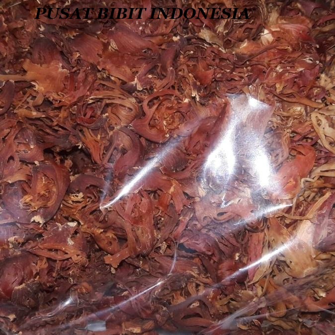 Jual Bunga Pala Kering 1 kg - Fuli - Sempra Pala Kering FRES KERING ...