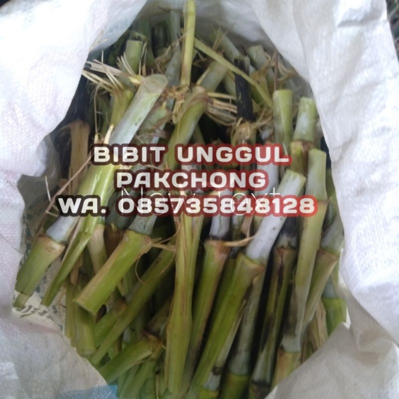 Jual BIBIT RUMPUT PAKCHONG HIJAUAN PAKAN TERNAK PROTEIN TINGGI PAKCONG ...