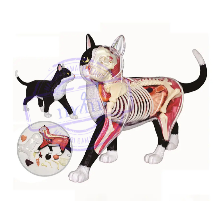 Jual Alat Peraga Anatomi Kucing 28pcs | Shopee Indonesia