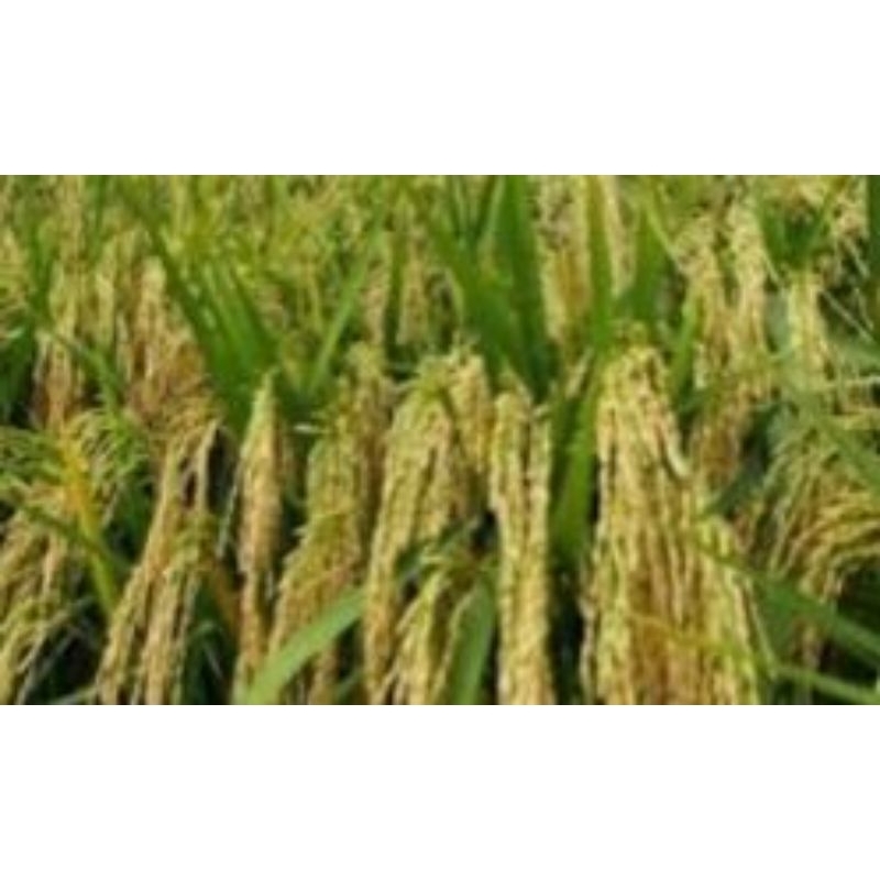 Jual bibit padi unggul 500g | Shopee Indonesia