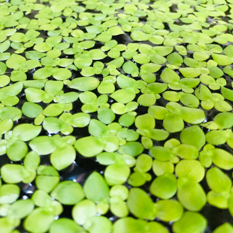 Jual Mata Lele Jumbo DUCKWEED LEMNA MINOR Tanaman Air TANAMAN APUNG ...