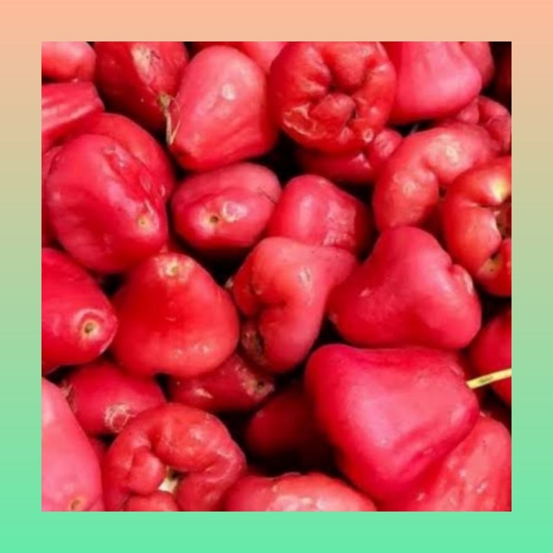 Jual Jambu air 1 kg segar | Jambu air merah 1 kg | Jambu air rujak ...