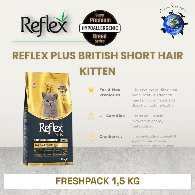 Jual Reflex Plus Special Breed British Shorthair Kitten - With XOS ...