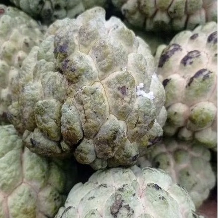 Jual Buah srikaya sarikaya / menungo | Shopee Indonesia