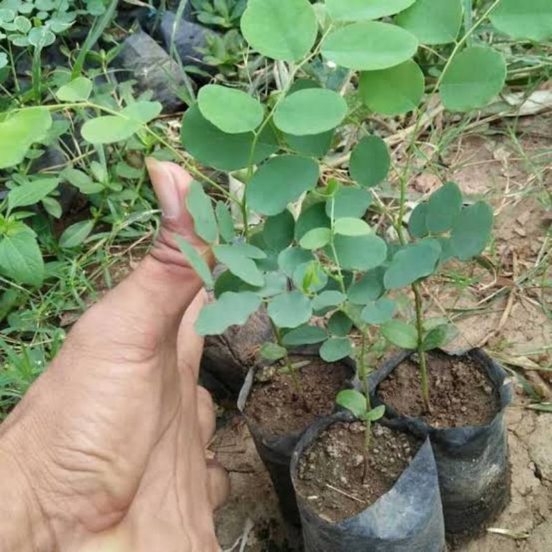 Jual Bibit Pohon Sonokeling Siap Tanam | Bibit Kayu Sonokeling | Shopee ...