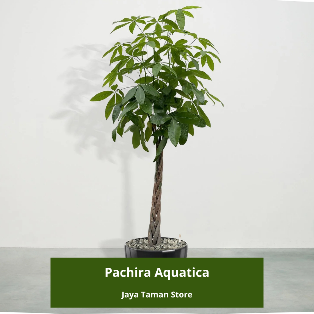 Jual Promo COD!!! Tanaman Hias Pachira Aquatica - Money Tree - Kepang 3 ...