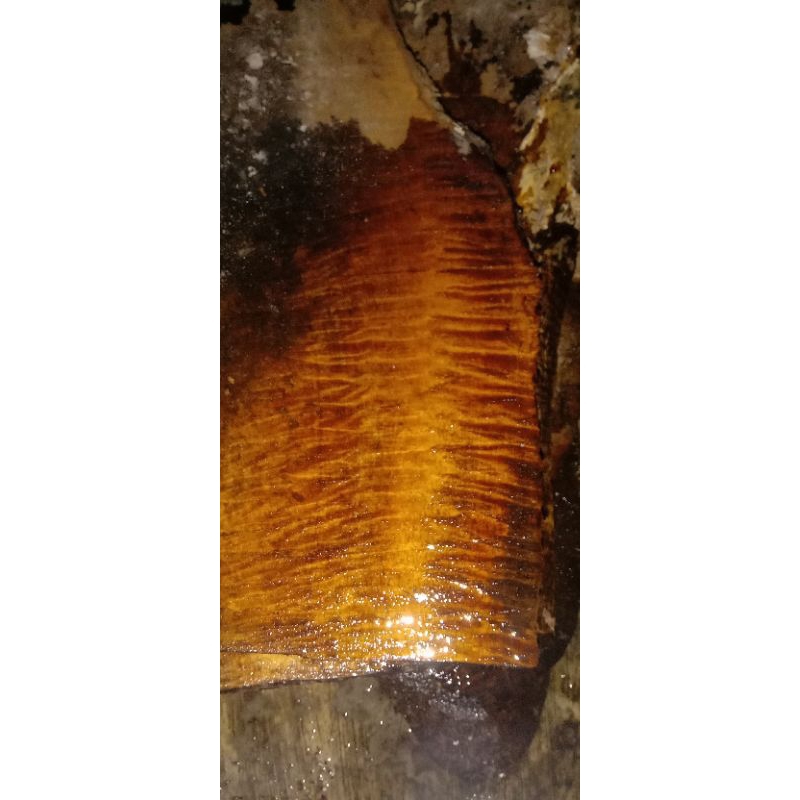 Jual kayu mangga hutan | Shopee Indonesia