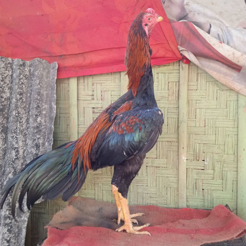 Jual ayam bangkok pakhoy trah juara | Shopee Indonesia