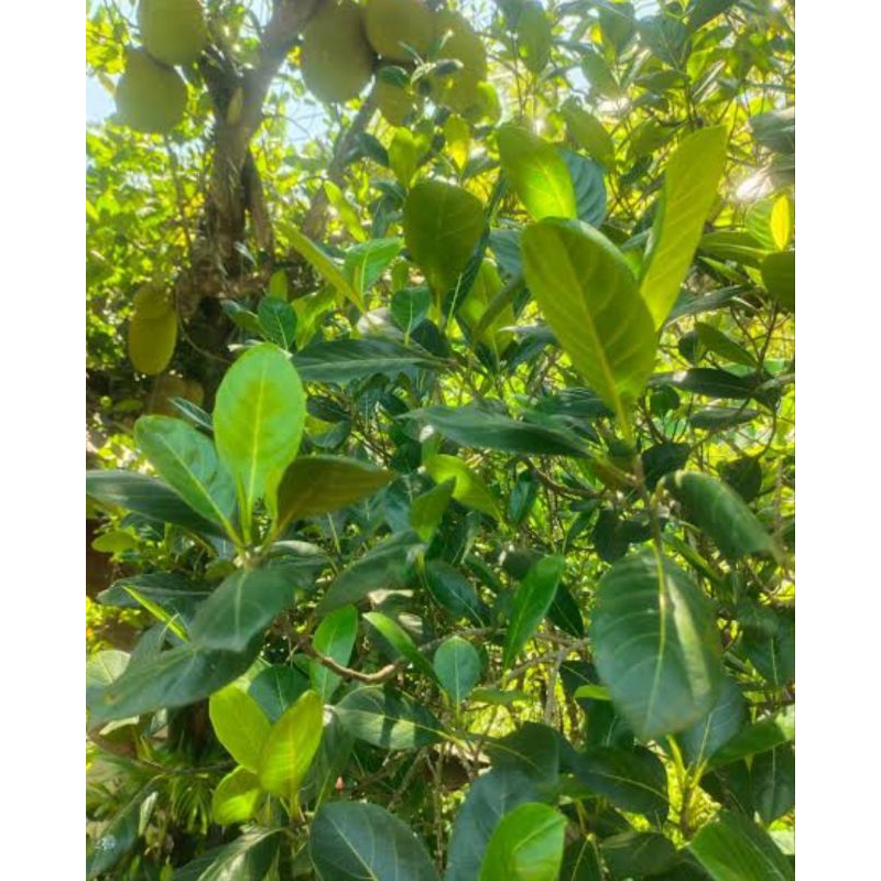 Jual Daun nangka basah segar berat 100gr rempah nusantara | Shopee ...