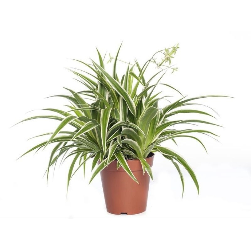 Jual Tanaman hias Liliy Paris / Tanaman hias Liliy Paris umbi / Tanaman ...