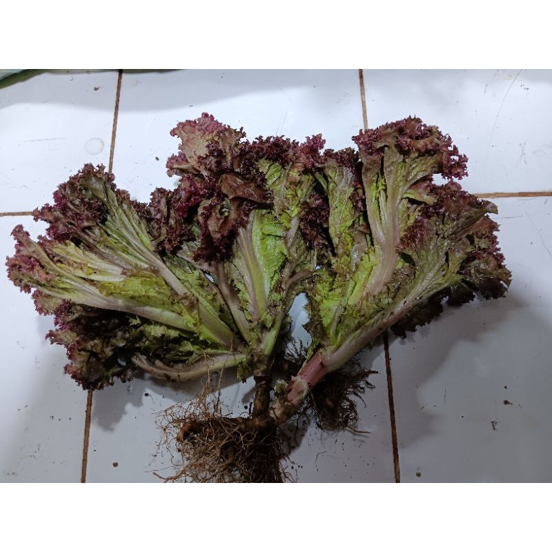 Jual selada merah/lorosa 250gr | Shopee Indonesia
