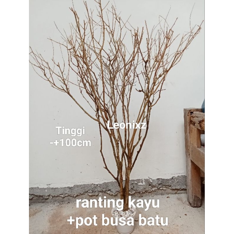 Jual Ranting pohon kayu bercabang dekorasi batang kayu keras Ranting ...