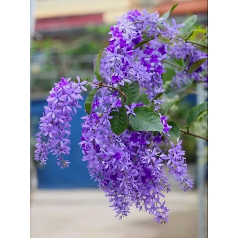 Jual Tanaman Bunga Petrea Biru Ungu / Bunga Juntai Petrea Ungu / Petrea ...