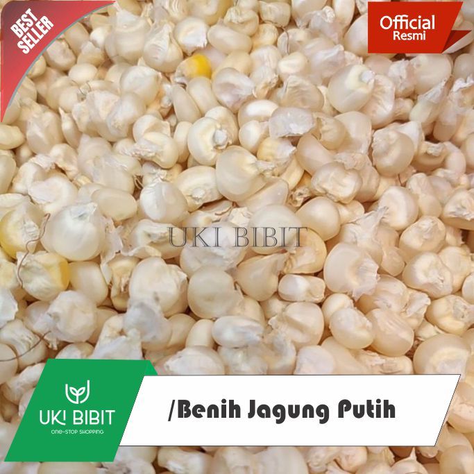 Jual ( 1 Kg ) Benih Biji Jagung Putih | Jagung Pulut | Shopee Indonesia