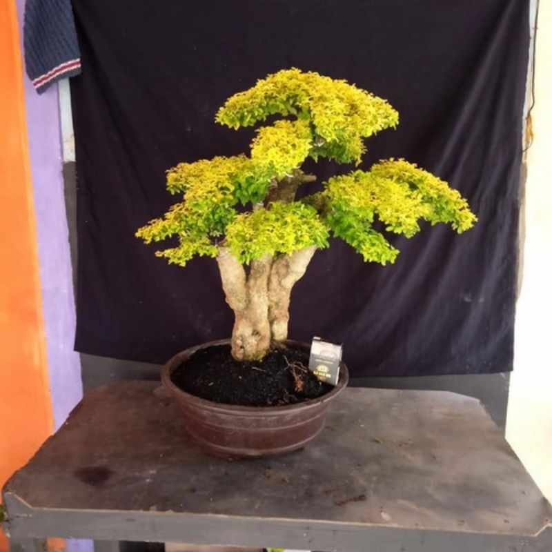 Jual PAKETAN 30 TANAMAN HIAS LEGISTRUM YELLOW GOLDEN BAHANAN BONSAI ...