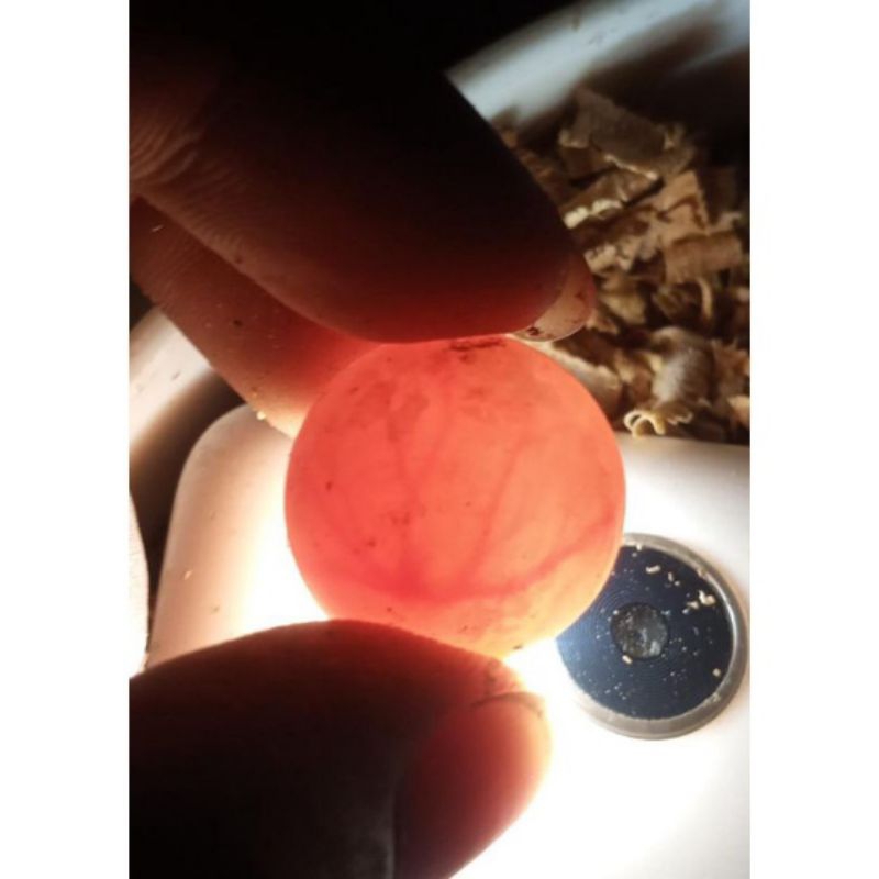Jual TELUR BULUS BERSERAT ISI PER BOX | Shopee Indonesia
