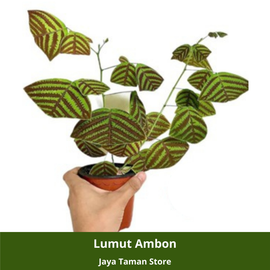 Jual Promo COD!!! Tanaman Hias Oxalis Zebra - Tanaman Hias Kupu-Kupu ...