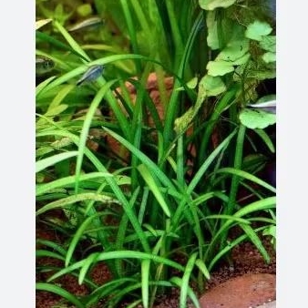 Jual Sagitaria subulata dwarf - Tanaman karpet Low Co2 Aquascape - Easy ...