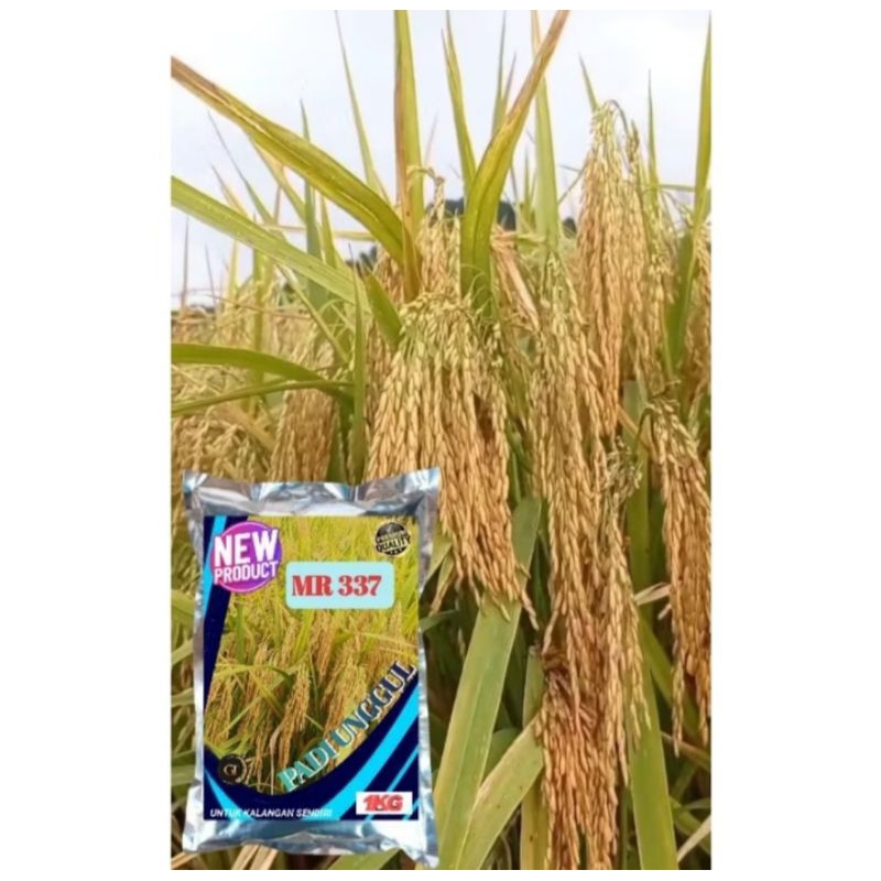 Jual BENIH PADI MR 337 KEMASAN 5KG | Shopee Indonesia