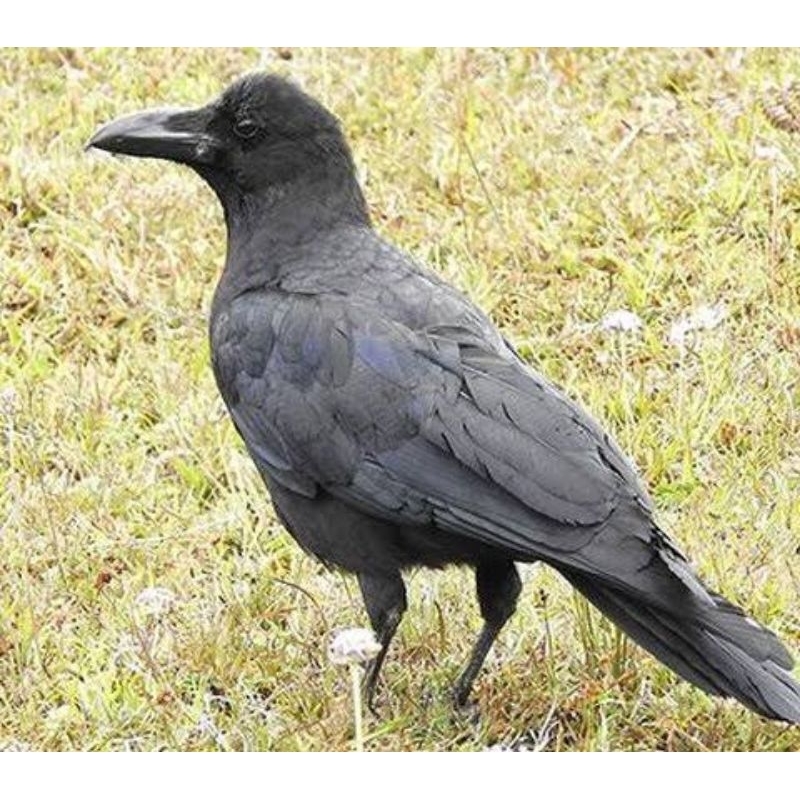 Jual burung gagak atau gaok | Shopee Indonesia