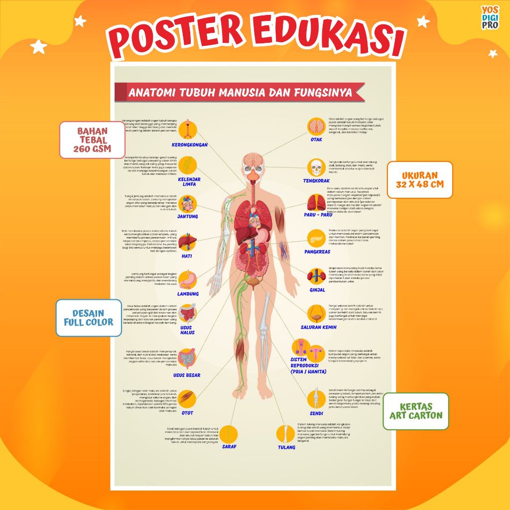 Jual Poster Edukasi Organ Tubuh Manusia dan Fungsinya / Poster Anatomi Tubuh Manusia | Shopee ...